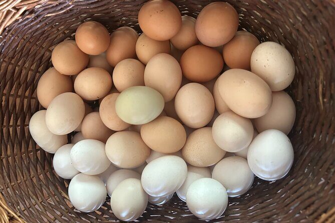 Private Home-Made Pasta Cooking Class in Pisa. - Final Thoughts: Who Is This Tour Best For?