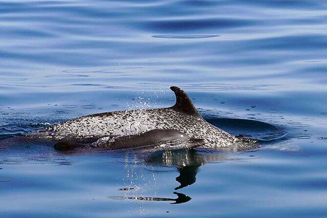 Private Huatulco Whale & Dolphin Adventures - Who Should Book This Tour?