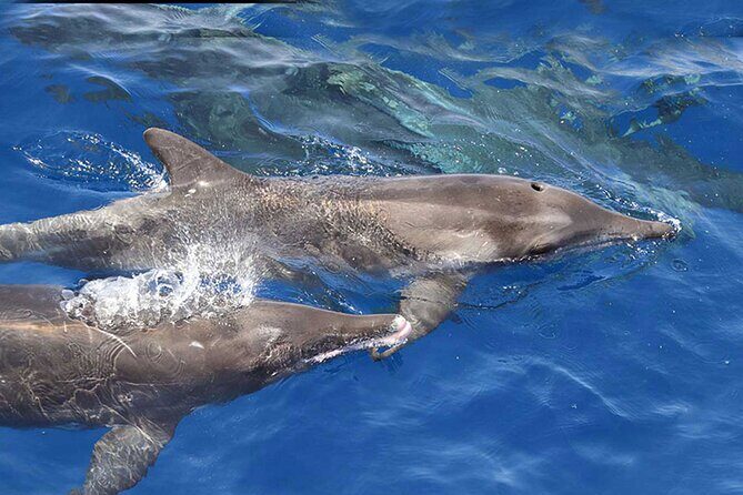 Private Huatulco Whale & Dolphin Adventures - The Sum Up: The Bottom Line