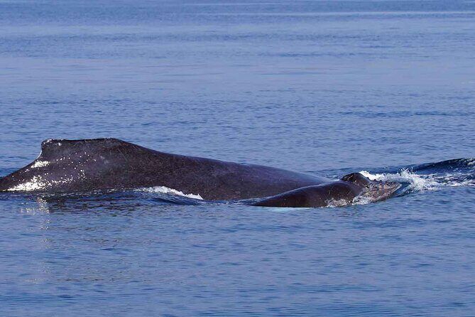 Private Huatulco Whale & Dolphin Adventures - FAQ