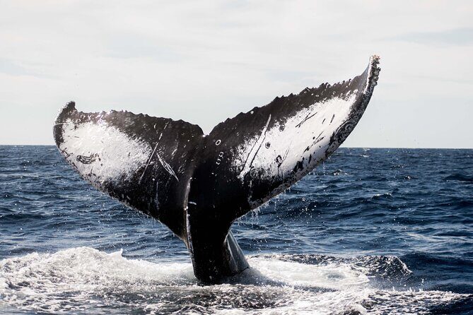 Private Humpback Whale Watching in Cabo San Lucas - Who Will Benefit Most from This Tour?