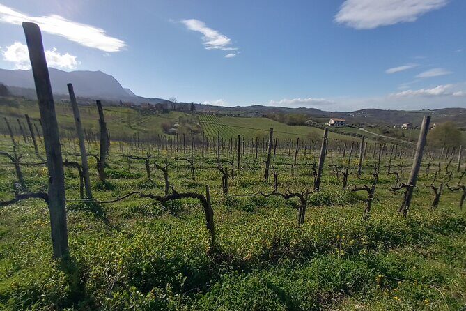 Private Irpinia Wine Tour from POSITANO, AMALFI or RAVELLO - The Value of the Tour