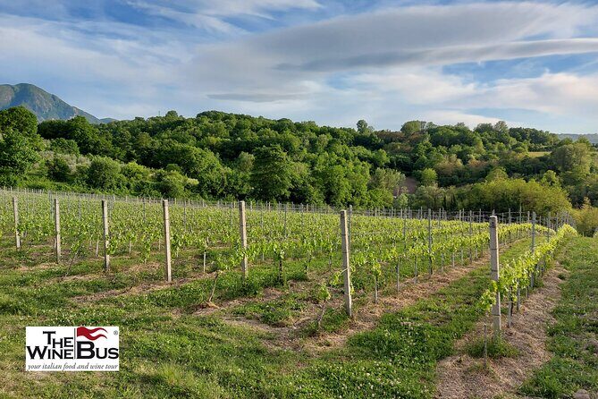 Private Irpinia Wine Tour from POSITANO, AMALFI or RAVELLO - Who Will Love This Tour?