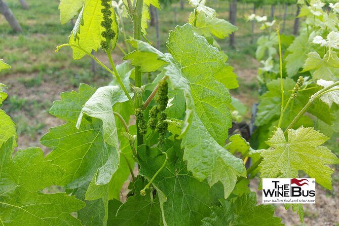 Private Irpinia Wine Tour from Sorrento with sommelier - Exploring the Irpinia Wine Tour from Sorrento: An Authentic Taste of Italy