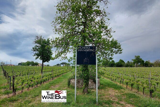 Private Irpinia Wine Tour from Sorrento with sommelier - Key Points