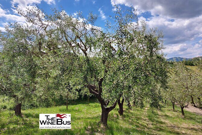 Private Irpinia Wine Tour from Sorrento with sommelier - FAQ: Your Top Questions Answered