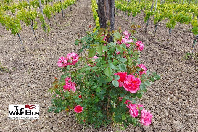 Private Irpinia Wine Tour from Sorrento with sommelier - Final Thoughts