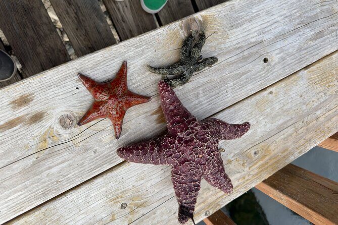 Private Island Experience in Sitka - Who Is This Tour Best For?