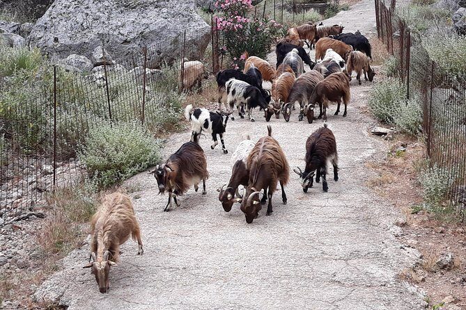 Private - Jeep Safari Tour with Lunch and Tastings - An In-Depth Review of the Jeep Safari Experience in Crete