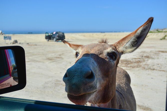 Private Jeep Tour Cabo Pulmo - Key Points