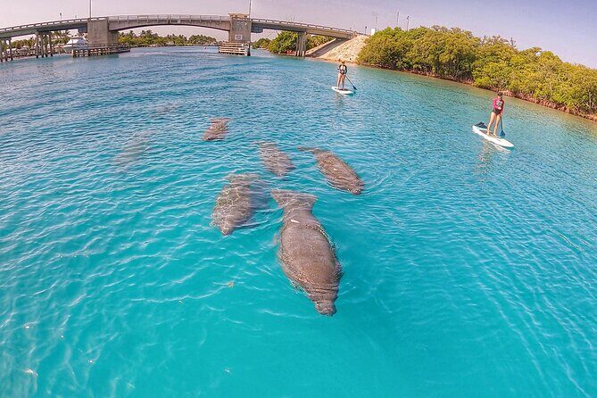 Private Jupiter Island Guided Paddle Boarding Tour - Exploring the Private Jupiter Island Guided Paddle Boarding Tour