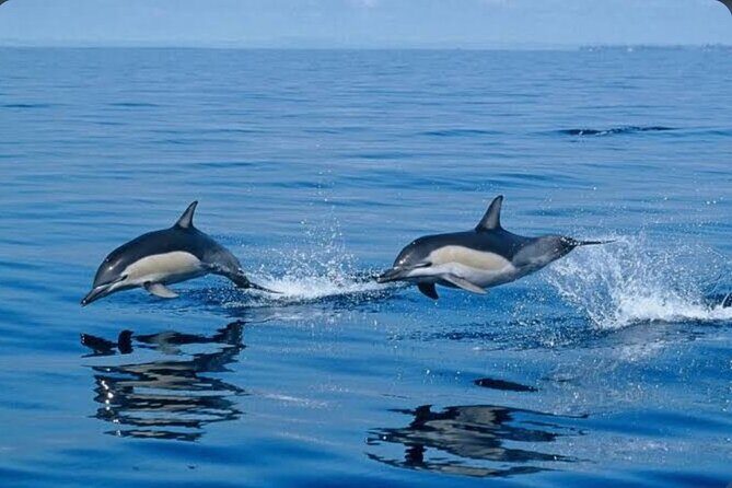 Private Kaikoura Whale Watching Day Trip From Christchurch - Who This Tour Is Best For