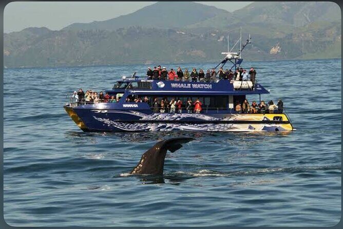 Private Kaikoura Whale Watching Day Trip From Christchurch - FAQ