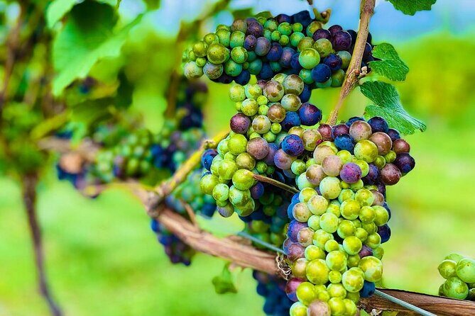 Private Kelowna Sip Tour - What to Expect from the Private Kelowna Sip Tour