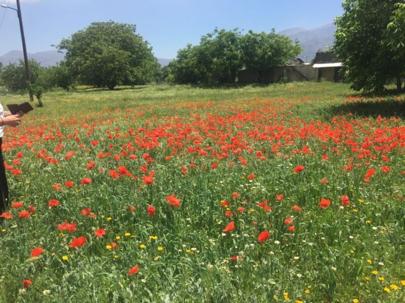 Private-Knossos Palace-Zeus -Villages-Olive Oil Factory - A Day in Crete: What to Expect from the Tour