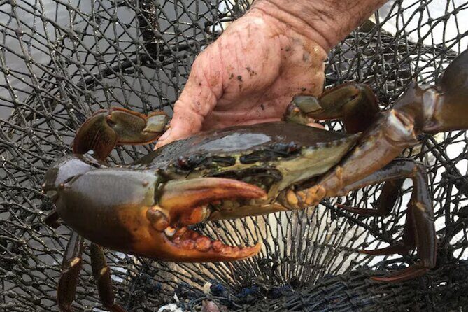 Private Koala Park Sanctuary Minivan Tour Sydney - The Sum Up