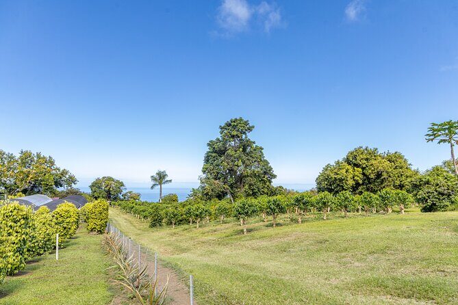Private Kona Coffee and National Historic Parks Tour - A Deep Dive into the Tour Experience