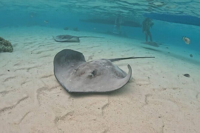 Private Lagoon Exploration and Snorkeling in Moorea - Practical Details You Need to Know