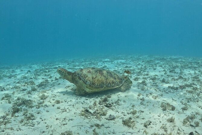 Private Lagoon Exploration and Snorkeling in Moorea - Final Thoughts