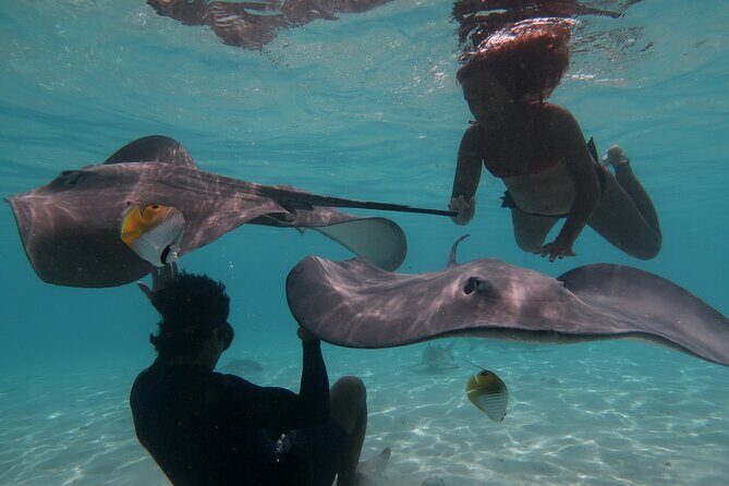 Private lagoon tour (rays, sharks, turtles) by boat in Moorea - Key Points