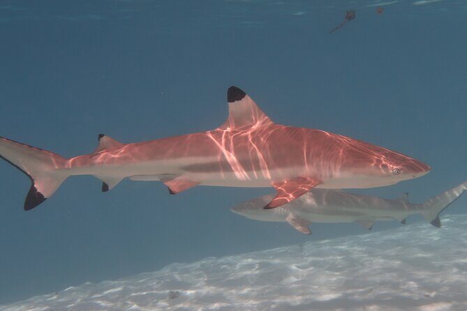 Private lagoon tour (rays, sharks, turtles) by boat in Moorea - FAQs