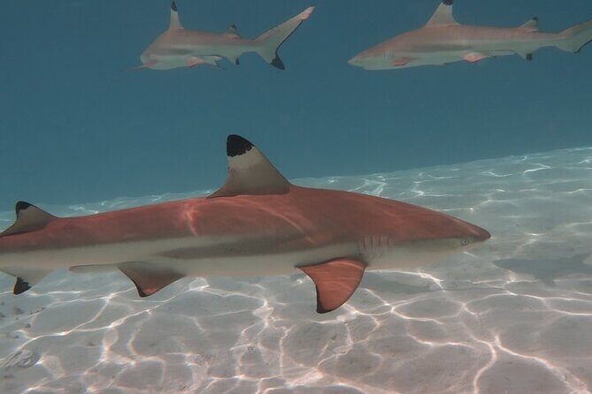 Private lagoon tour (rays, sharks, turtles) by boat in Moorea - Final Thoughts