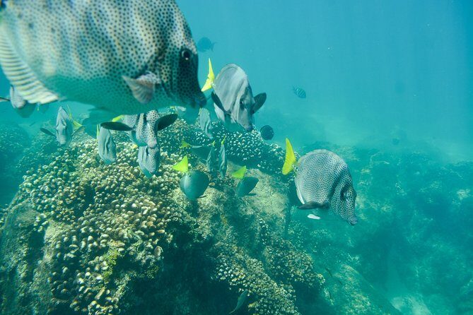 Private Los Cabos snorkeling tour to Chileno bay and Santa Maria cove - Why This Tour Is a Great Fit