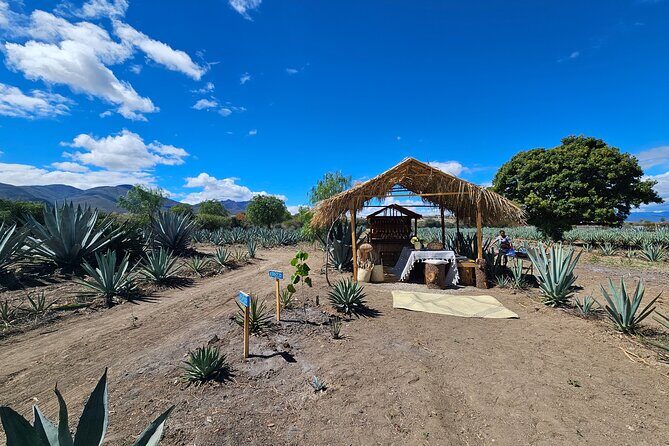 Private Lunch in Mezcal Maguey Fields - Practical Details and Logistics