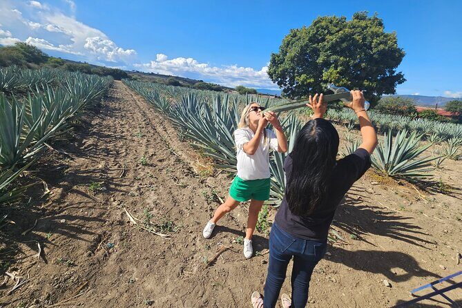 Private Lunch in Mezcal Maguey Fields - The Sum Up