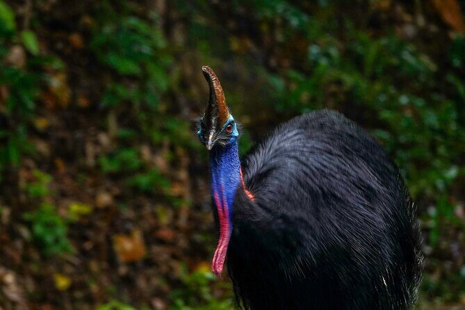 Private Luxury Cape Tribulation Adventure and Crocodile Cruise - Key Points