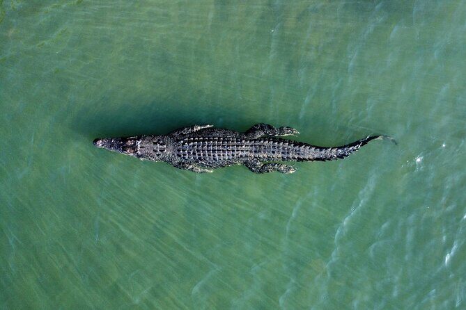 Private Luxury Cape Tribulation Adventure and Crocodile Cruise - Price and Value Analysis