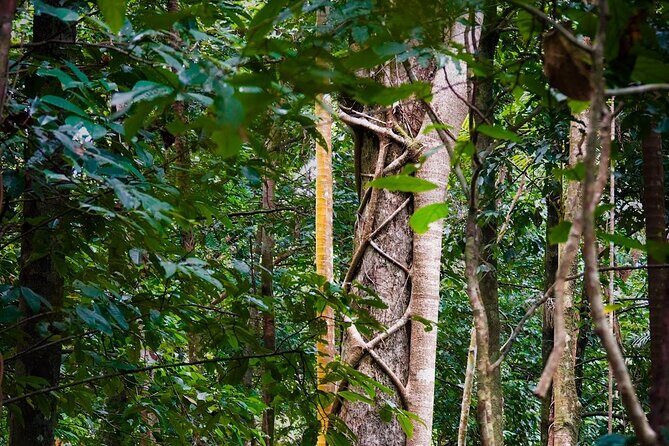 Private Luxury Daintree Dream Tour All Inclusive - FAQ