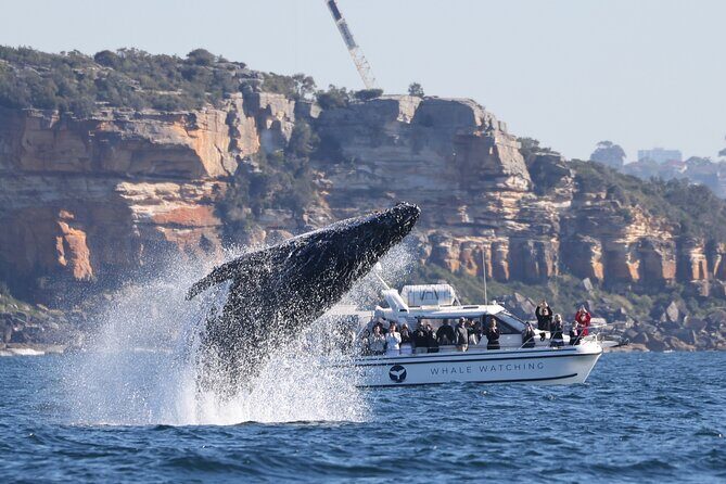 Private Luxury Intimate Whale Watching - What’s Included & What to Bring
