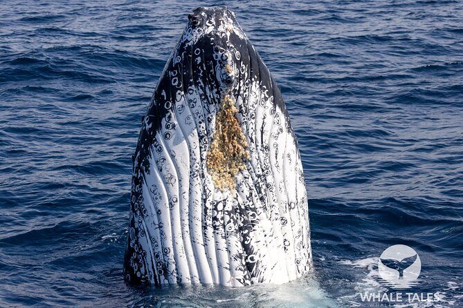 Private Luxury Intimate Whale Watching - Pricing and Value