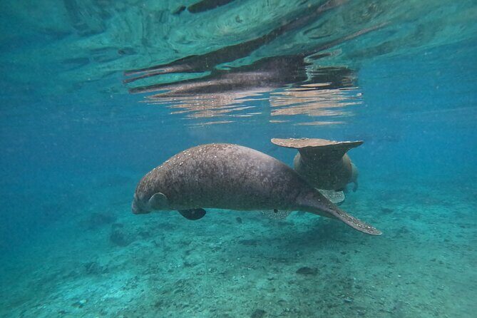 Private Manatee Swim Tour - A Deep Dive into the Tour Experience