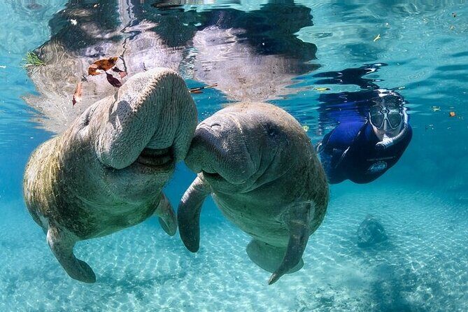 Private Manatee Swim Tour - What to Keep in Mind
