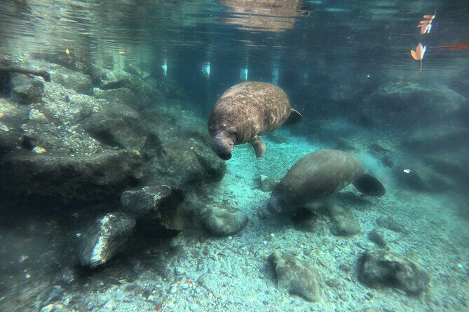 Private Manatee Swim Tour - Is This Tour Right for You?