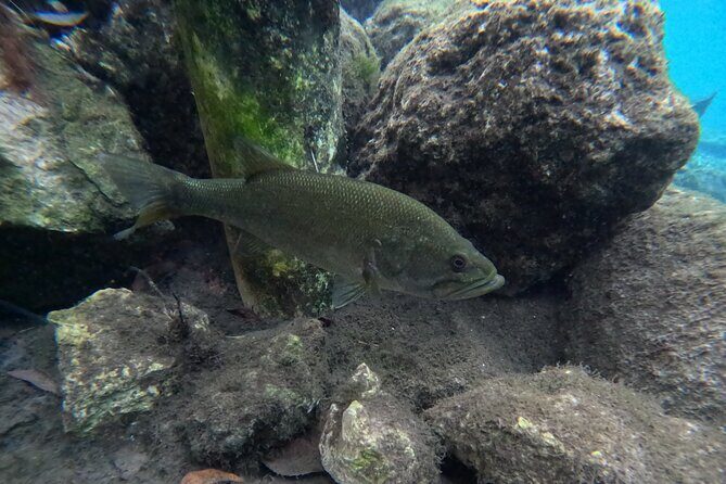 Private Manatee Swim Tour - Frequently Asked Questions (FAQs)