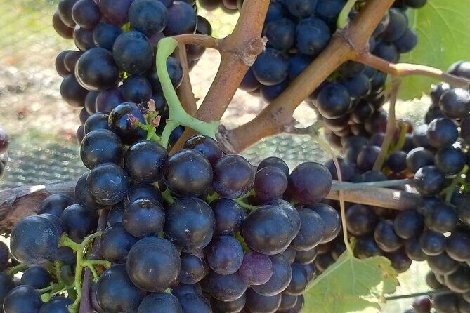 Private Martinborough Wine Tour for Wine Enthusiasts - The Itinerary: A Closer Look at What You’ll Experience