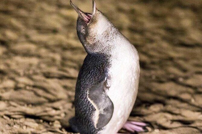 Private Melbourne Tour: Phillip Island and Chocolate Factory - Who Should Consider This Tour?