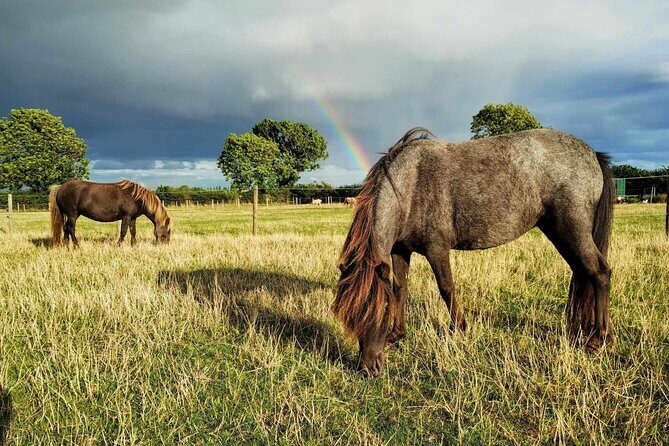 Private Miniature Horse Walking near Lincoln - Overview of the Tour