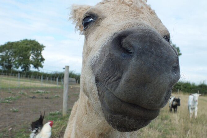 Private Miniature Horse Walking near Lincoln - Practical Details