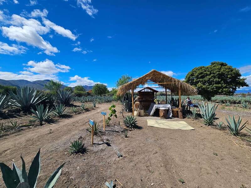 Private Mitla, Hierve el agua and Mezcal Tour with Lunch - Journey Through Oaxaca’s Natural and Cultural Treasures