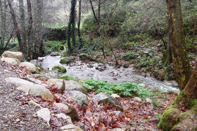 Private Monchique Guided Forest Hike w/Medronho Tasting - Exploring Monchique Village