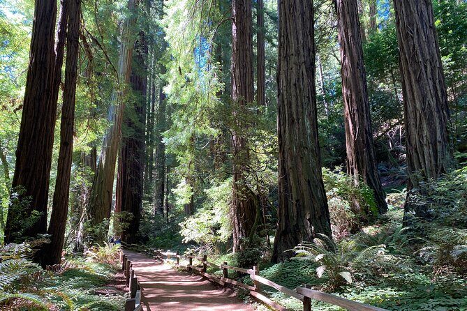 Private Muir Woods Tour Via Luxury Tesla - Practical Details: What You Need to Know