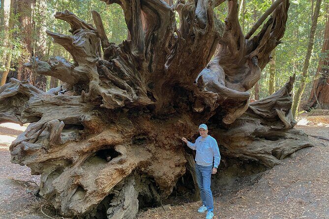 Private Muir Woods Tour Via Luxury Tesla - Why This Tour Offers Great Value