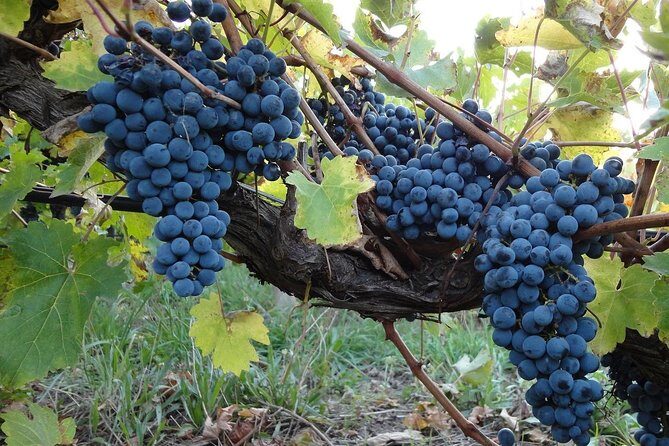 Private Niagara Falls, Niagara-on-the-Lake, Canada - Day Tour with Hotel Pick Up - Value for Money