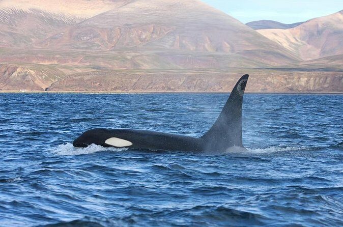 Private Ocean Safari in La Ventana: Marine Wildlife Experience - Practical Takeaways for Future Travelers