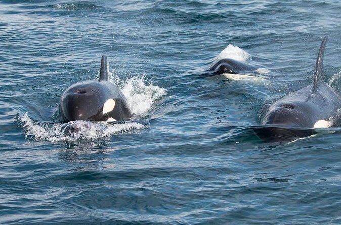 Private Ocean Safari in La Ventana: Marine Wildlife Experience - Is This Tour Worth It?