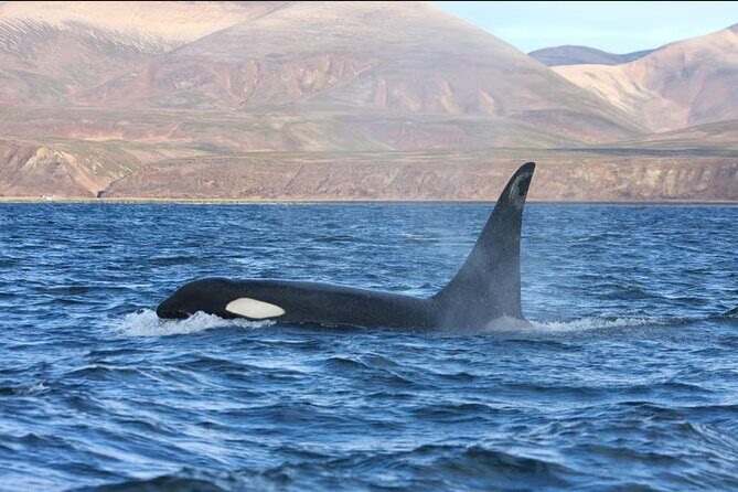 Private Ocean Safari in La Ventana: Marine Wildlife Experience - Who Should Consider This Tour?